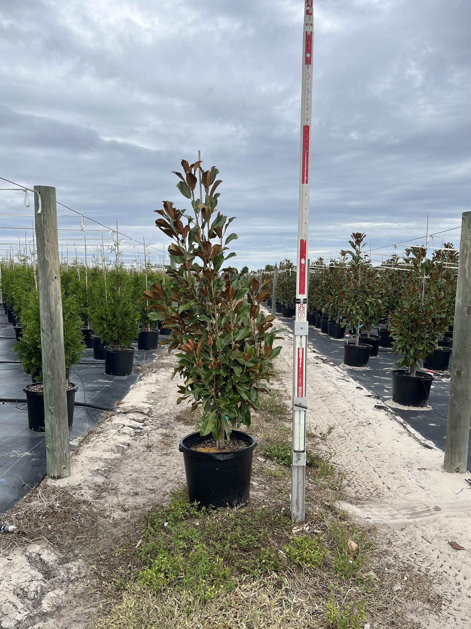 Products - Cherrylake