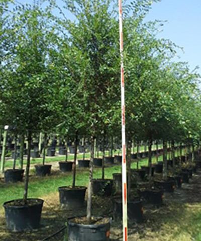 Elm Allée - Cherrylake