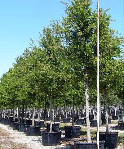 Oak Cathedral - Cherrylake