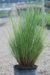 Dwarf Fakahatchee Grass - Cherrylake