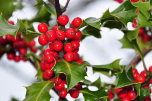 Holly Eagleston - Cherrylake