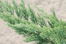 Juniper Parsoni - Cherrylake