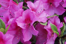 Azalea Formosa Lavender - Cherrylake