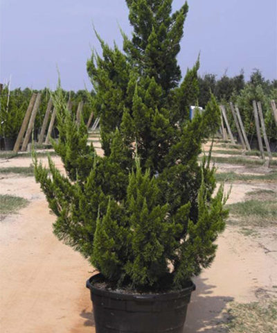 Juniper Torulosa - Cherrylake