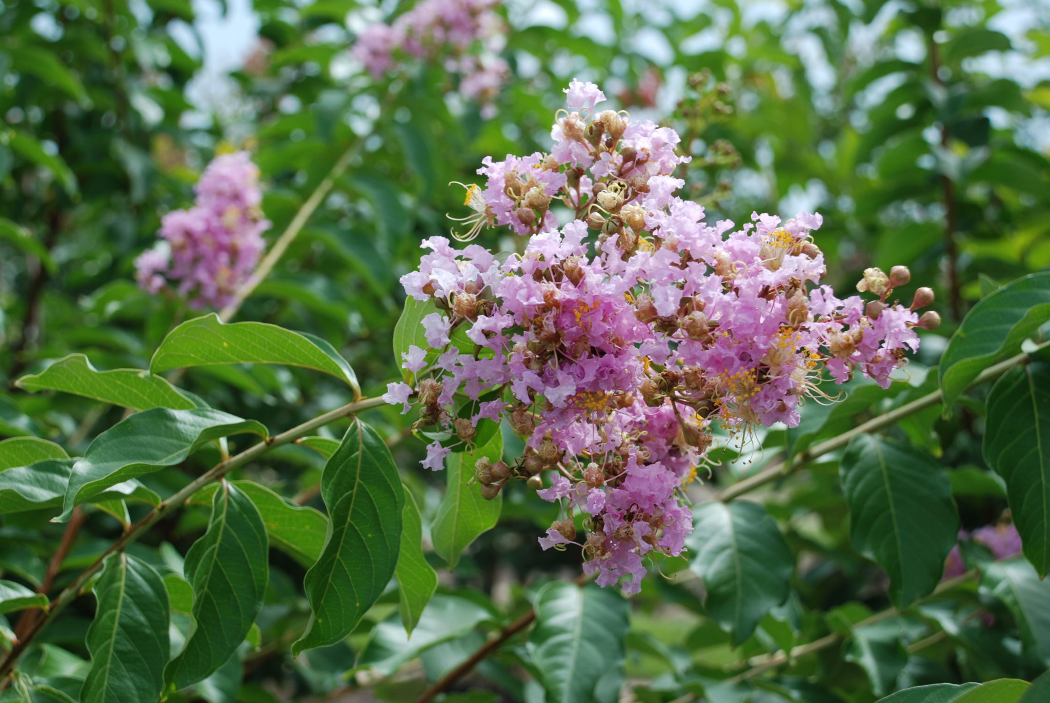 Crape Myrtle Muskogee - Cherrylake