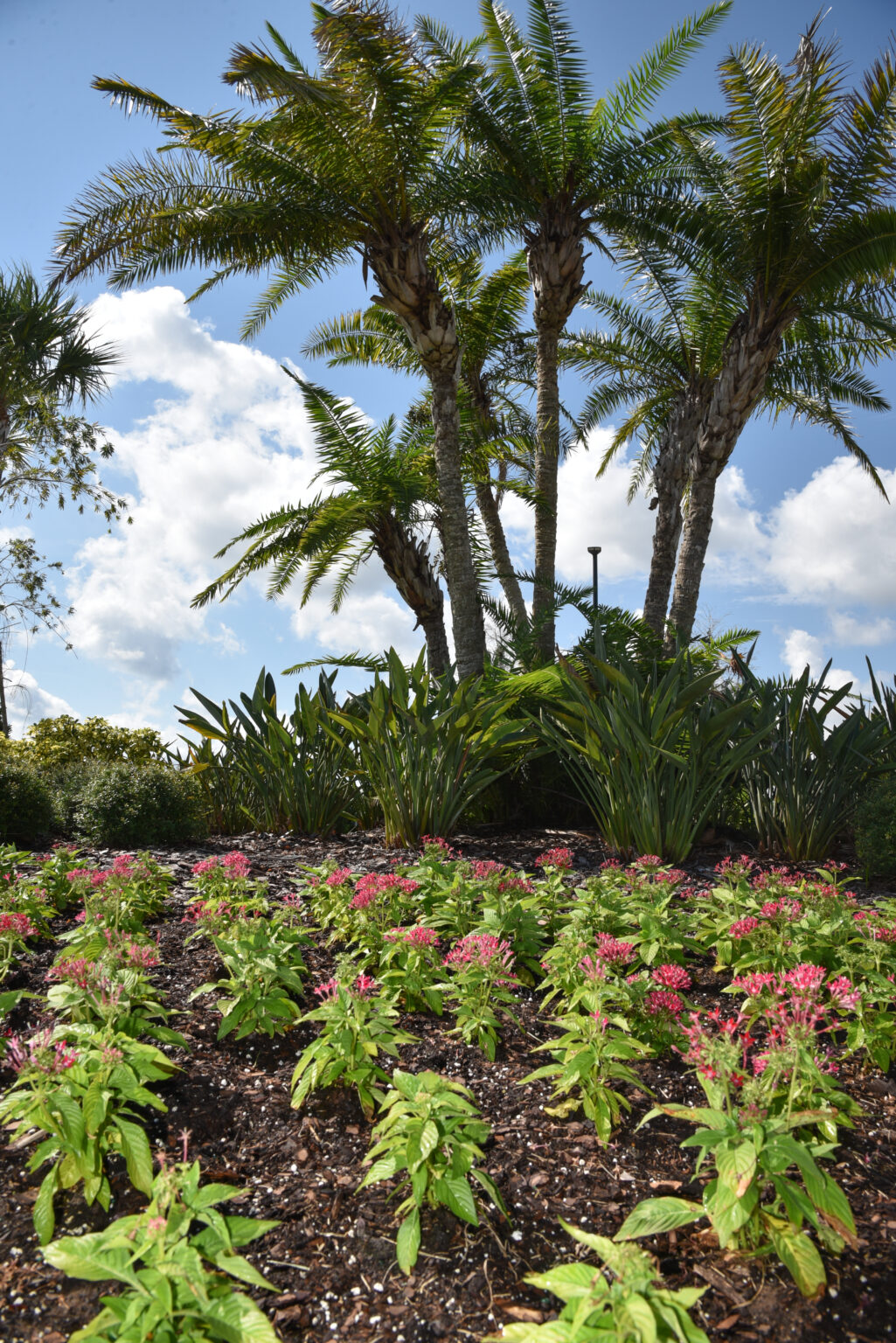 Del Webb Communities – Cherrylake